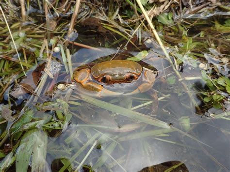 Inaturalist