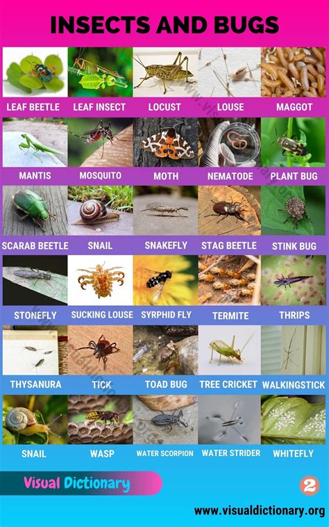 Insects Names