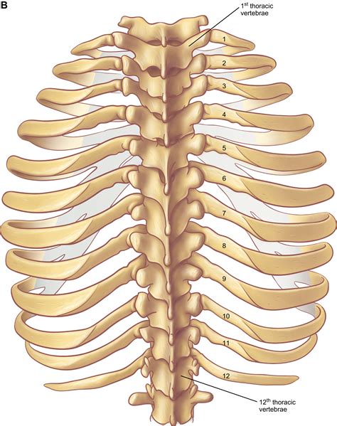 Rib Joint Restriction At Lee Porter Blog