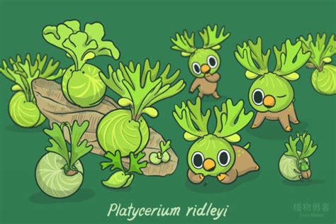 Platycerium Ridleyi X