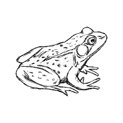 Illustration Vector Hand Drawn Doodle Frog Isolated On White Stock