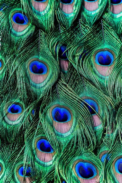 On Deviantart Peacock