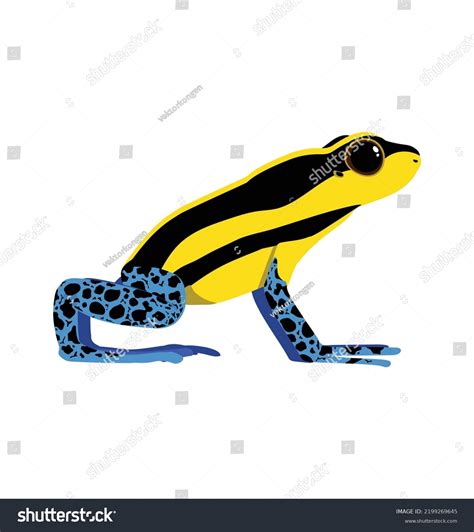 Reticulated Poison Frog Seen Side View Stock Vector Royalty Free