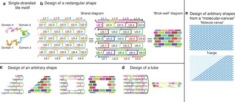 self assembly of complex two dimensional shapes from single stranded
