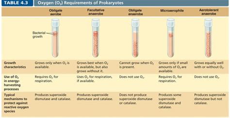 Chapter 9 Study Points Microbio P 1 Flashcards Quizlet