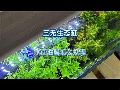 无打氧无过滤的生态鱼缸水面油膜该怎么处理 YouTube