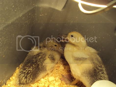 Welsh Harlequin Ducklings Gender Backyard Chickens Learn How To
