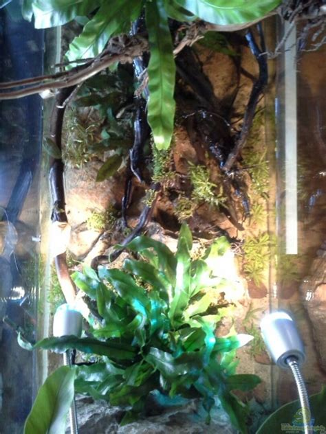 Aquarium Von Markaroni 31601 Low Tech Riparium