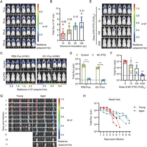 Optimization And Applications Of An In Vivo Bioluminescence Imaging Model Of Influenza A Virus