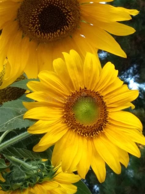 Sunflower Plant Classification At John Jessep Blog