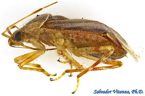 Hemiptera Heteroptera Miridae Deraeocoris Apache Plant Bugs FEMALE C