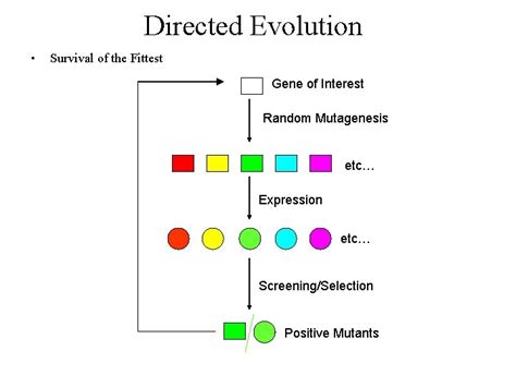 Rational Design Requires 3 D Structure Of Enzyme