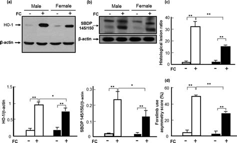Sex Differences In The Levels Of HO Injury Severity Histological Download Scientific