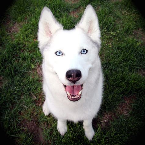Suplemento Para Los Ojos Para Perros Fórmula Para La Salud De Los Ojos