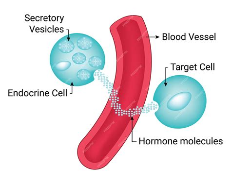 Vesículas Secretoras Vaso Sanguíneo Célula Diana Moléculas Hormonales
