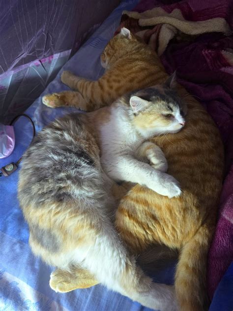 ချောပုလုံးနဲ့ဝမ်ဝမ် နရိုးလေးပေါ်လဲအိပ်မယ်ညော်🥰 Facebook