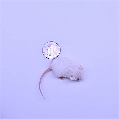 Premium Frozen Hopper Mice For Snakes And Reptiles Fresh Humane Fast