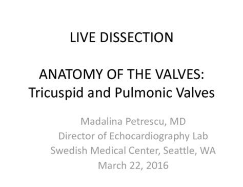 Anatomy Of The Valve Tricuspid And Pulmonic Valves
