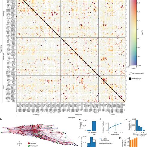 Signal Propagation Map Of C Elegans A Mean Post Stimulus Neural