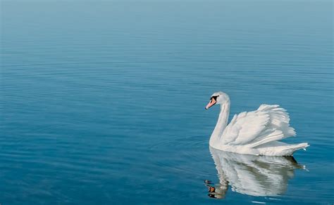 【白鳥はかなしからずや空の青海のあをにも染まずただよふ】徹底解説意味や表現技法･句切れなど 短歌の教科書｜短歌の作り方・有名短歌の解説サイト