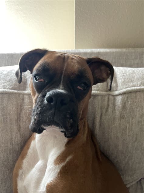 Why Are My Boxers Eyes Red