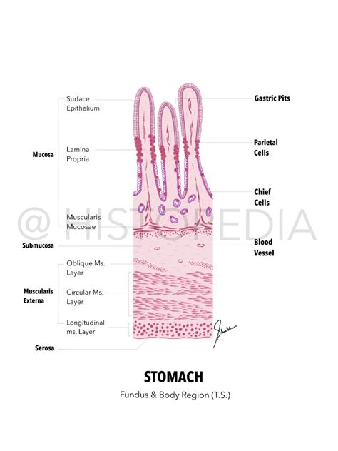 Stomach Histology Diagram Stomach Diagram Histology Slides Stomach