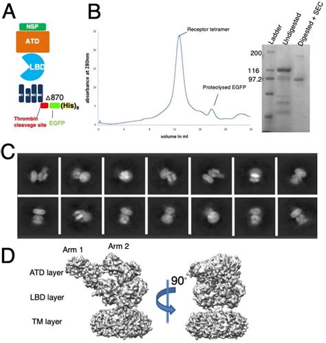 Construct Design Purification And Cryo Em Data Processing For Glud2