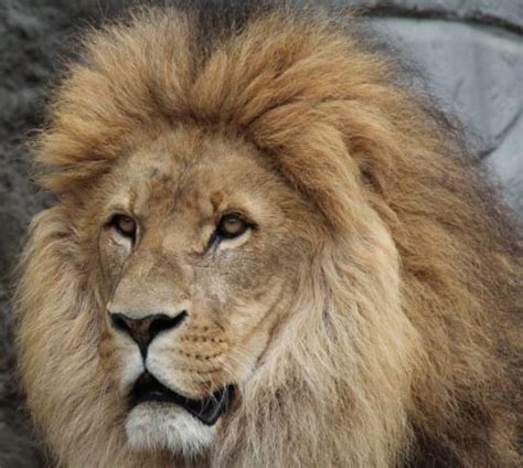 León del Atlas o Panthera leo leo Extinción Animal