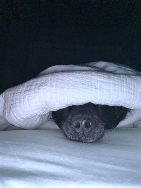 Tiny Snoot Boops On My Team Tiny R Sanfrancisco