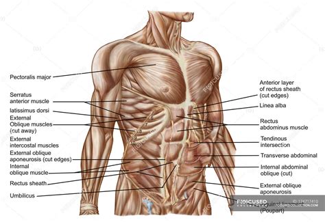 Muscle Of Abdomen In Humans