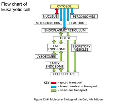 Ppt Compartments And Information Flow Between Nucleus And Cytoplasm