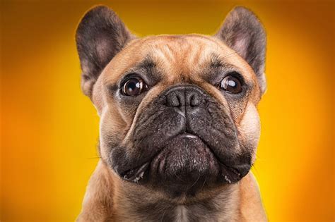 高清特写斗牛犬图片 蛙客网viwik