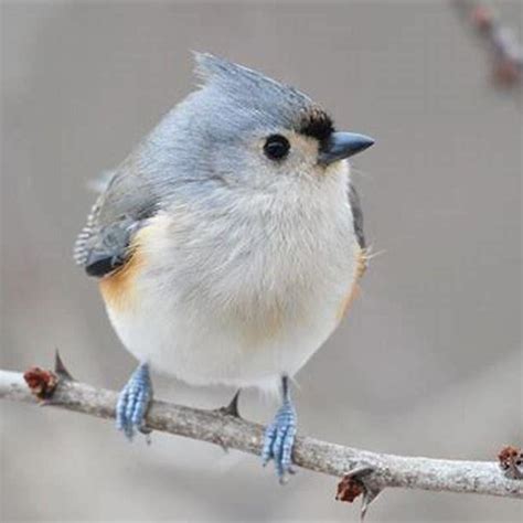 Do Tufted Titmouse Eat Fruit Diy Seattle