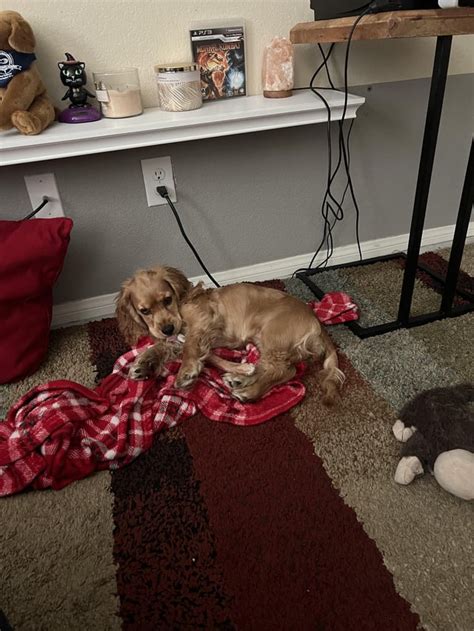 No Love Like A Cocker And Their First Bully Stick Rcockerspaniel