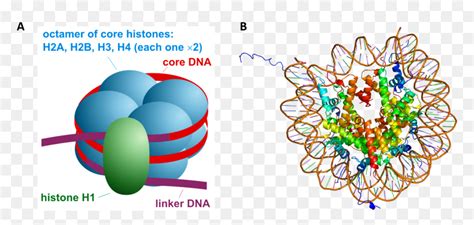 Packaging Of Dna In Eukaryotes Hd Png Download Vhv