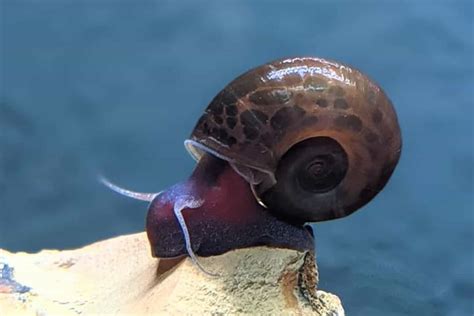 Ramshorn Snail 101 Care Size Food Reproduction And More