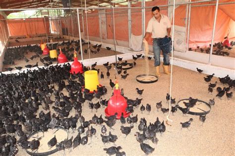 Los Pollos De Engorde En Venezuela Una Preocupación Para La Salud Y La