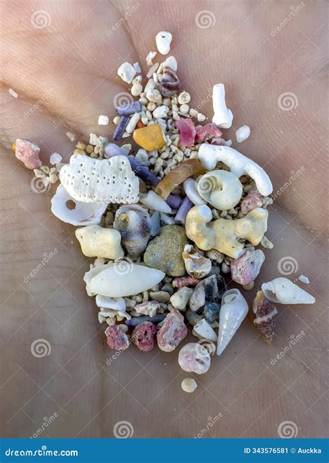 Beautiful Tiny Sea Shells And Coral Pieces Stock Image Image Of Beautiful Indian 343576581