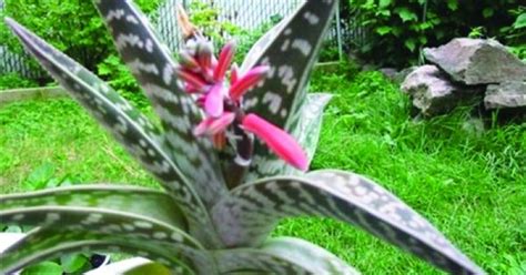 მექსიკის სიმბოლო Marao