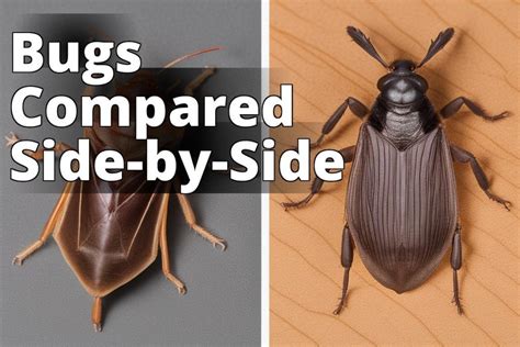 Bat Bug Vs Bed Bug Demystified Pest Control Strategies Revealed