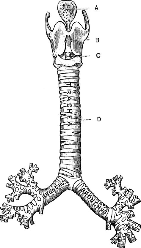 Trachea Vintage Illustration 13744957 Vector Art At Vecteezy