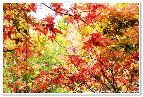 陽明山賞楓季台北奧萬大春天也能賞楓紅 Darren蘋果樹旅遊玩樂誌