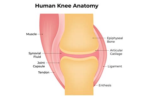 Human Knee Anatomy Science Design Vector Graphic By Hamjaiu · Creative