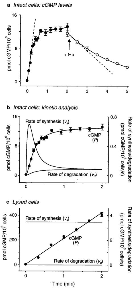 Kinetics Of Cgmp Synthesis And Degradation In Intact A And B And