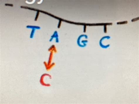 Control Of Gene Expression Flashcards Quizlet