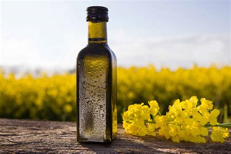 Canola Oil Plant