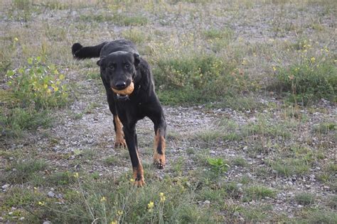 Beauceron Berlin - Free photo on Pixabay - Pixabay