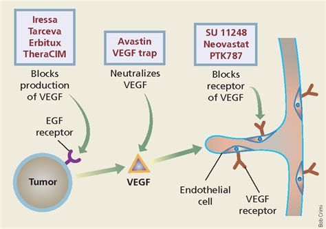 Signal Transduction Inhibitors Examples At Ronald True Blog