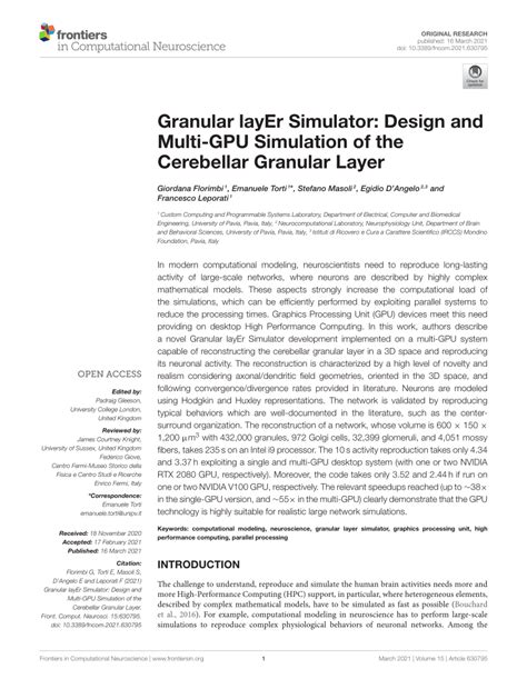 Pdf Granular Layer Simulator Design And Multi Gpu Simulation Of The Cerebellar Granular Layer