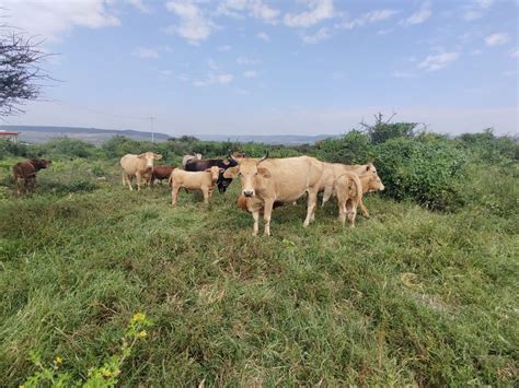 Advanced Techniques In Artificial Insemination In Cattle Bovinos Virtual